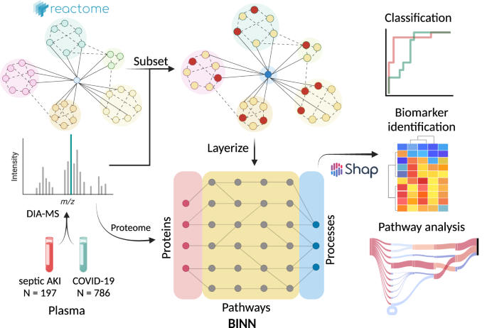 Interpreting biologically informed neural networks for enhanced proteomic biomarker discovery ...