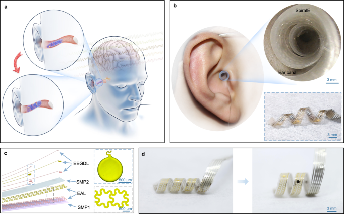 Conformal in-ear bioelectronics for visual and auditory brain-computer interfaces | 集智斑图