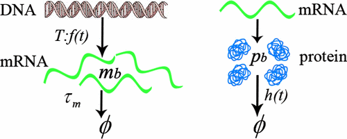 Intrinsic Noise in Stochastic Models of Gene Expression with Molecular ...