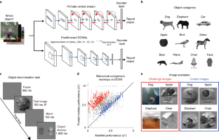 Evidence that recurrent circuits are critical to the ventral stream’s execution of core object ...