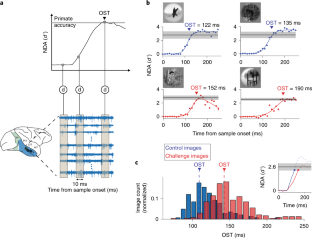 Evidence that recurrent circuits are critical to the ventral stream’s execution of core object ...