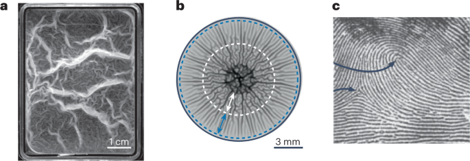 Proliferating active matter | 集智斑图