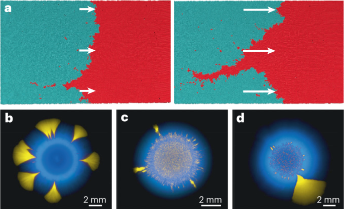 Proliferating active matter | 集智斑图