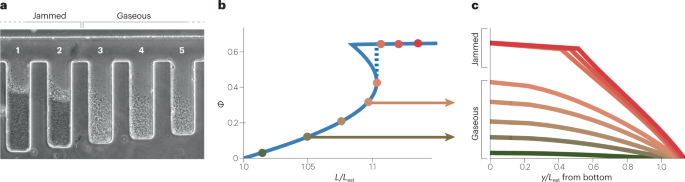 Proliferating active matter | 集智斑图