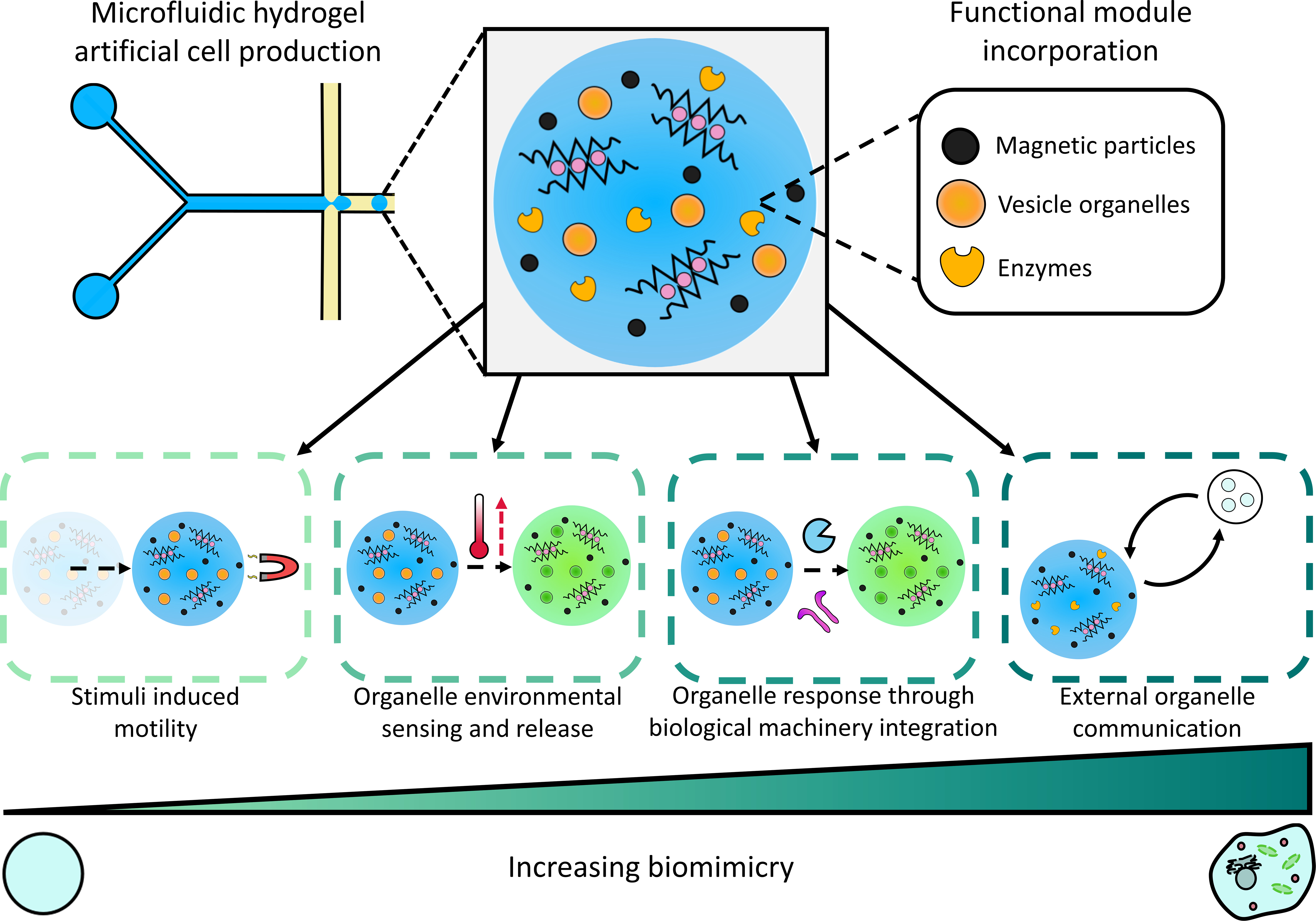 Biomimetic behaviors in hydrogel artificial cells through embedded ...