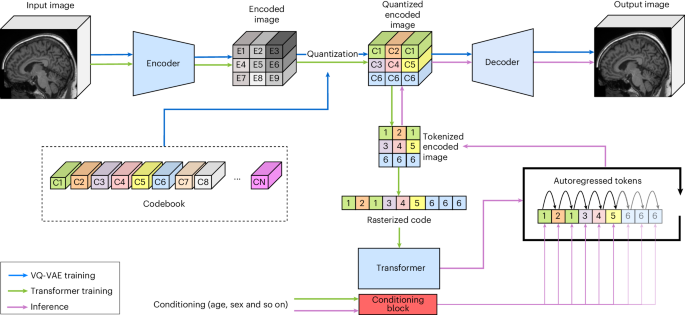 Realistic morphology-preserving generative modelling of the brain | 集智斑图