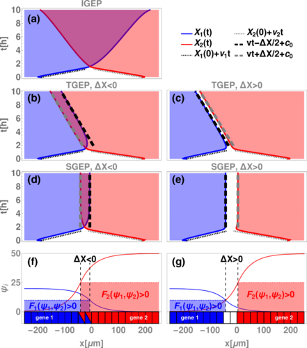 Stability of Pattern Formation in Systems with Dynamic Source Regions ...