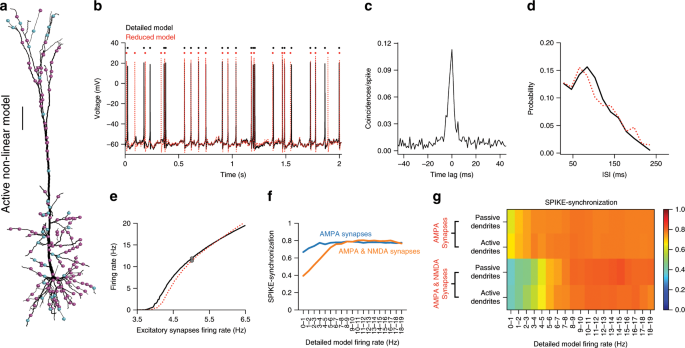 An efficient analytical reduction of detailed nonlinear neuron models | 集智斑图