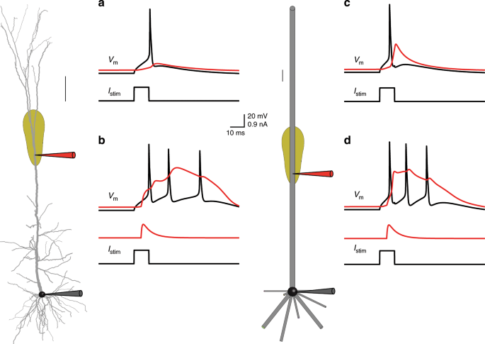 An efficient analytical reduction of detailed nonlinear neuron models | 集智斑图