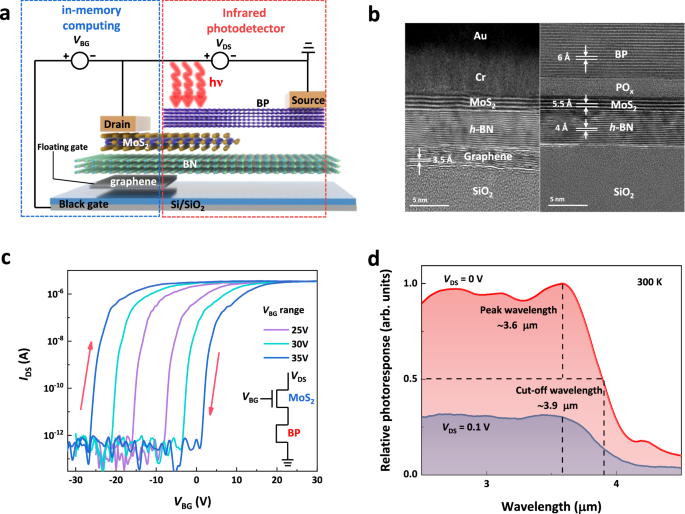Non-volatile 2D MoS2/black phosphorus heterojunction photodiodes in the ...