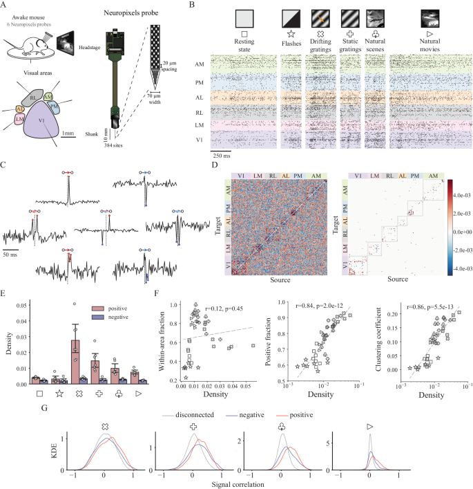 Stimulus type shapes the topology of cellular functional networks in mouse visual cortex | 集智斑图