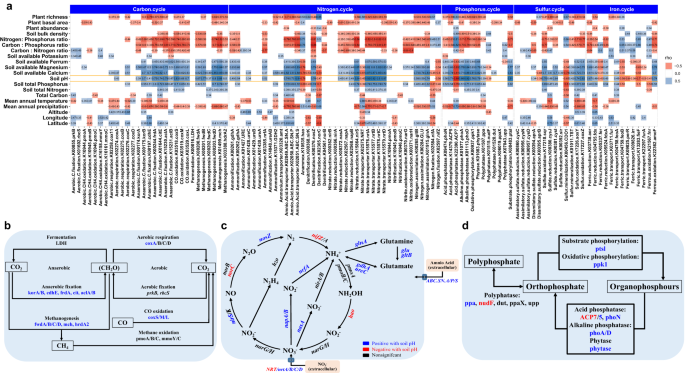 Bacterial genome size and gene functional diversity negatively ...