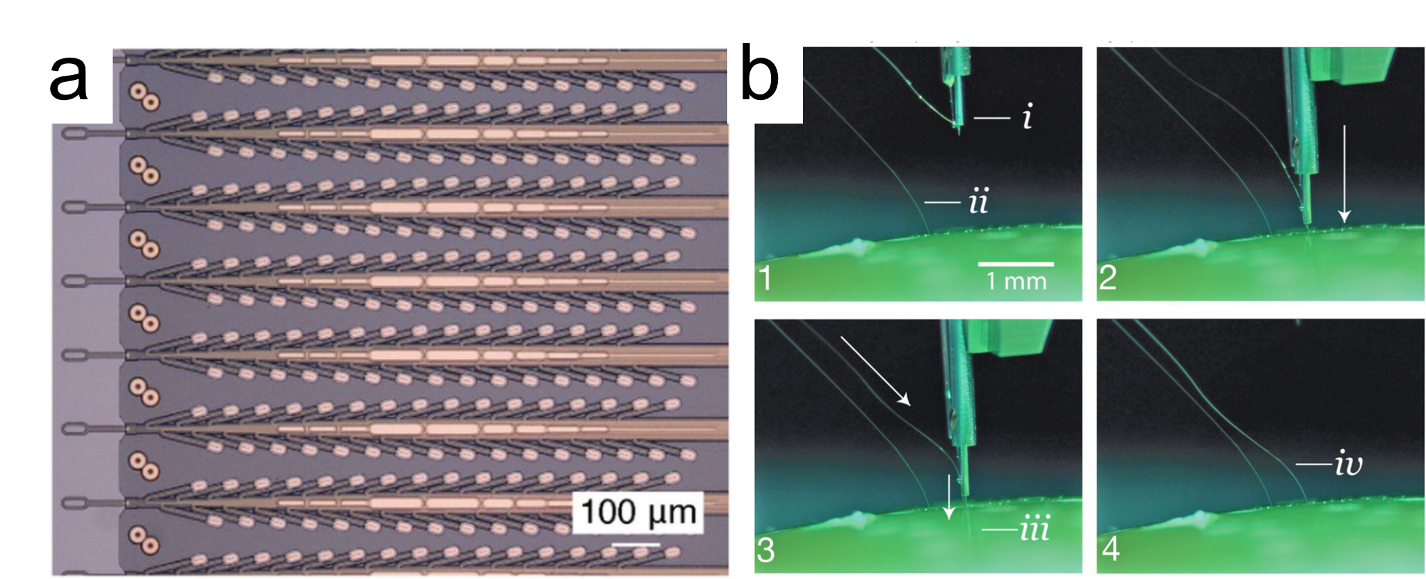 神经电极的发展历程 | 集智斑图
